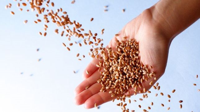 Parasha Terumah (Offering)‏‏‏: The Dwelling Place of God | Messianic Bible