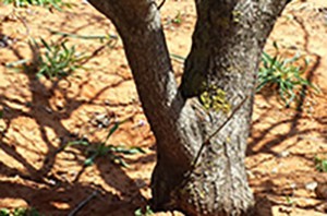 Hineini - Two Little Hebrew Words that Say Everything | Messianic Bible