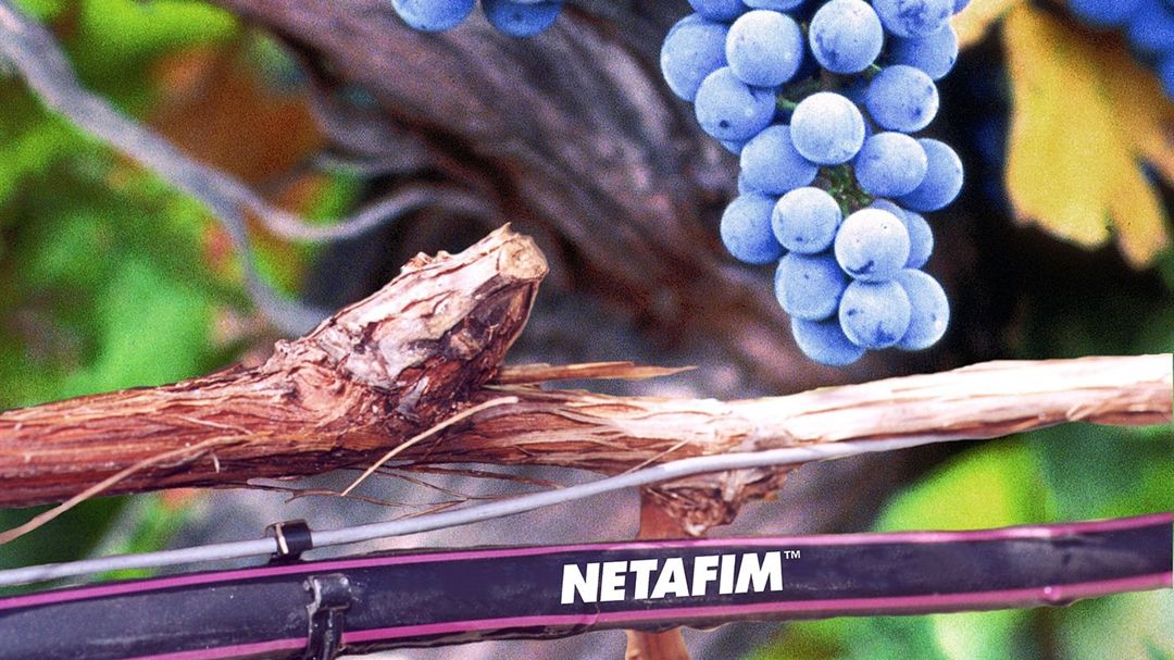 California Rice Farmer Embraces Israeli Drip Irrigation Technology ...