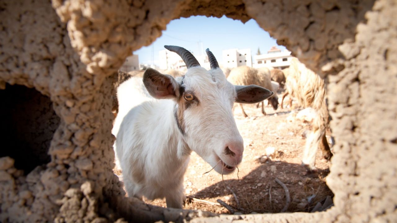 7 Arrested in Jerusalem for Attempting Passover Sacrifices | Messianic ...