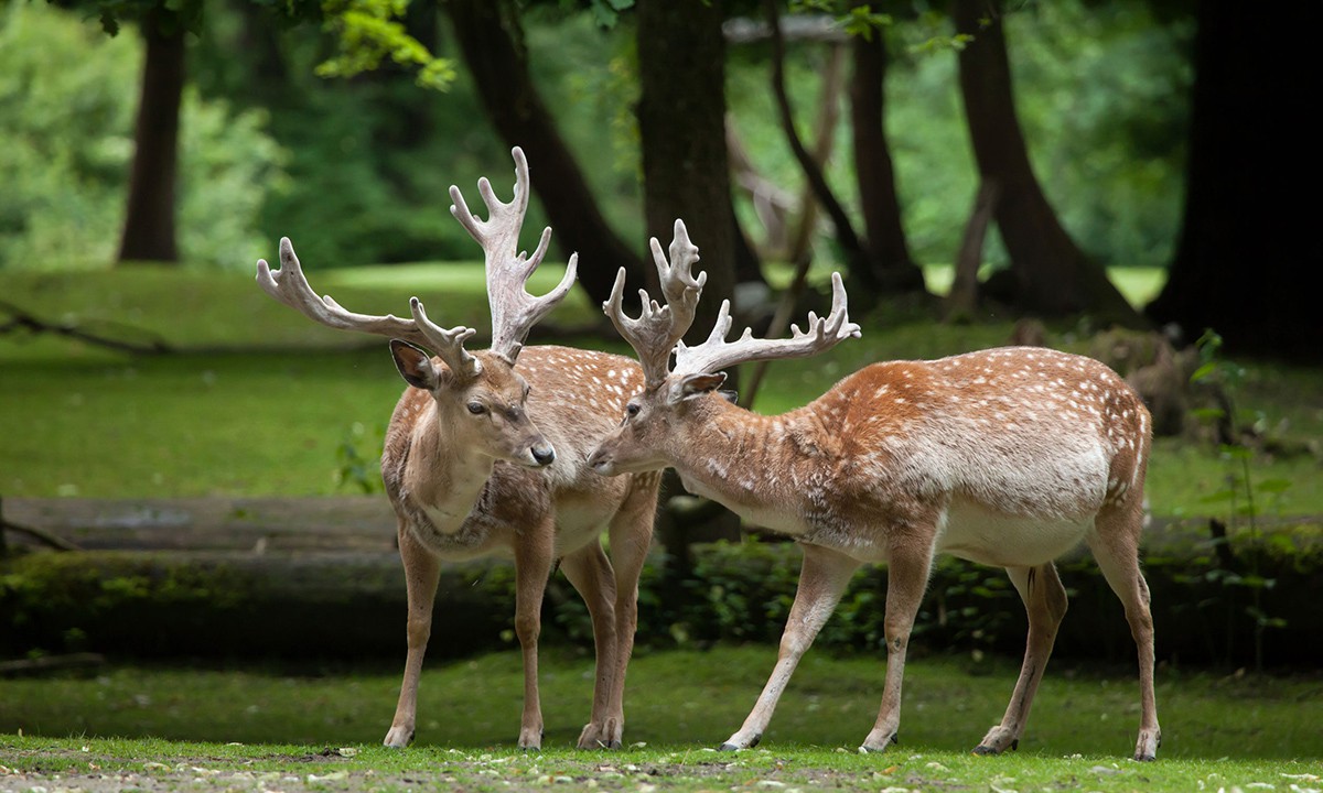 Israel the Beautiful, the Bountiful, the Blessed | Messianic Bible