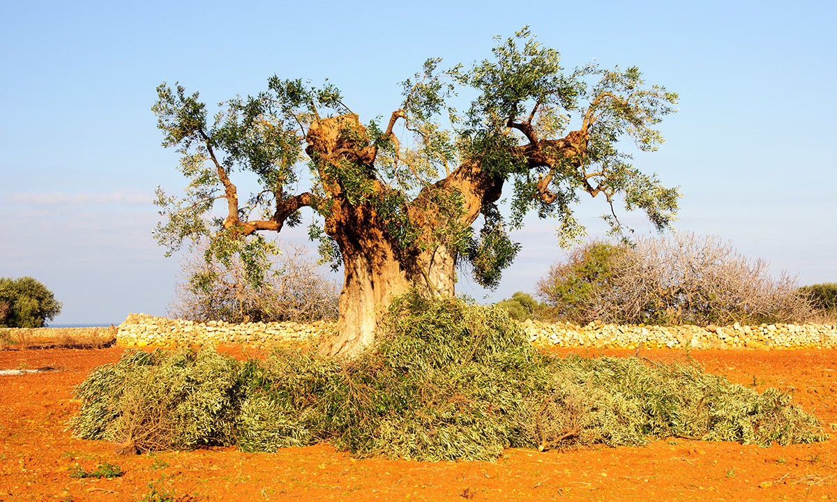 Are You Broken off, Grafted in or Restored to God's Kingdom ...