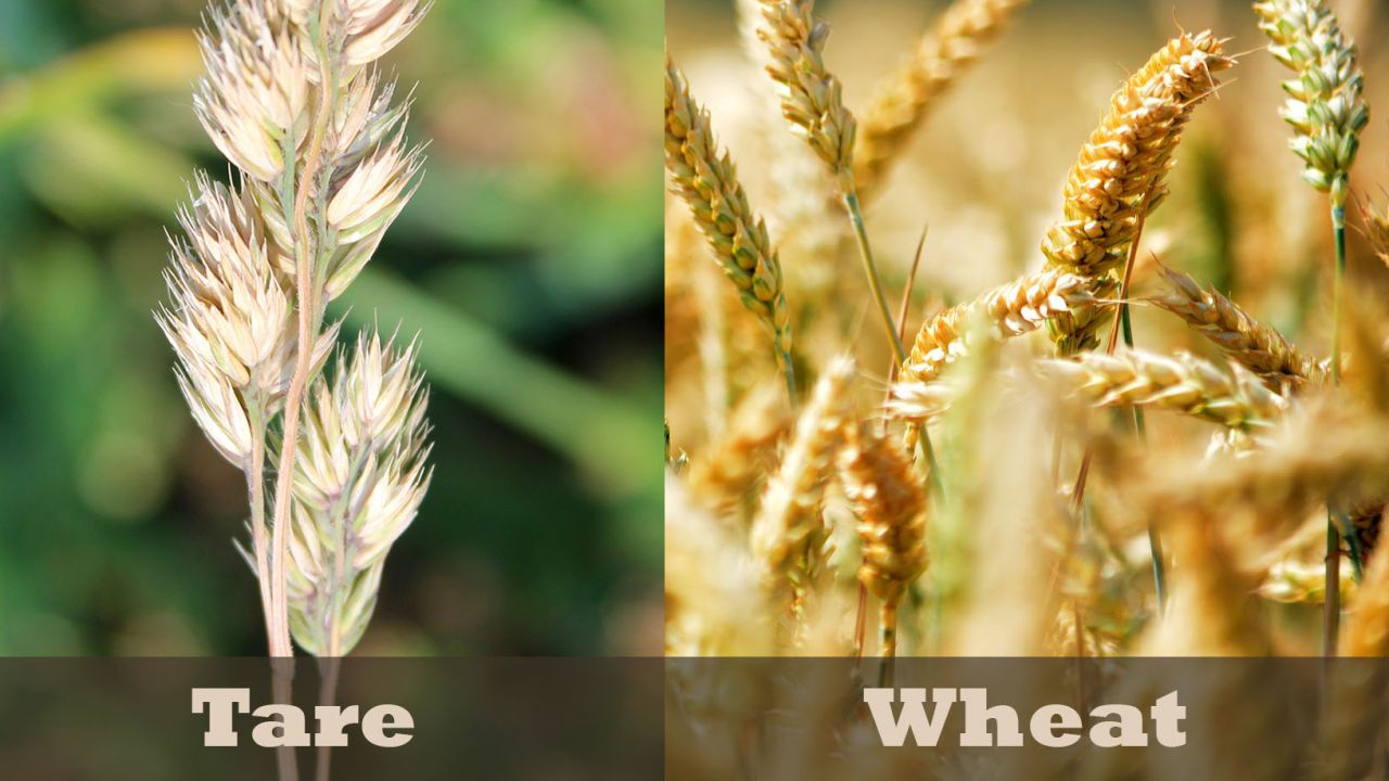 What Kingdom Secrets Do the Parables of Jesus Teach Rabbis and Us ...