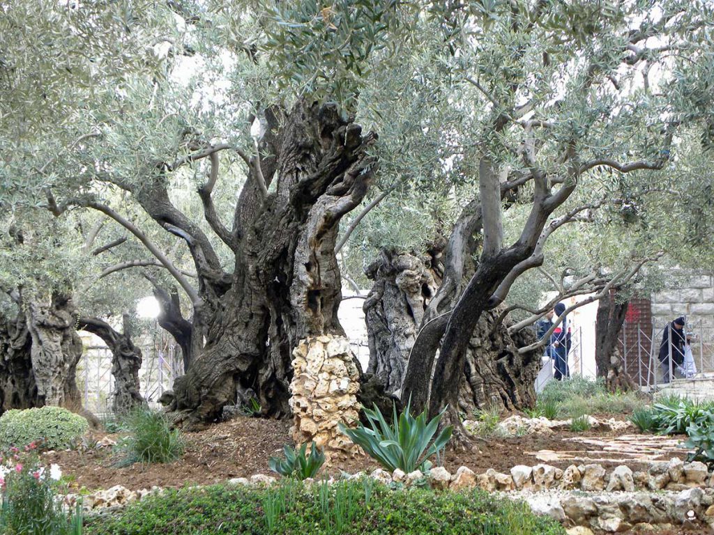 God's Great Plan for the Little Olive, Israel, Messiah, and You ...