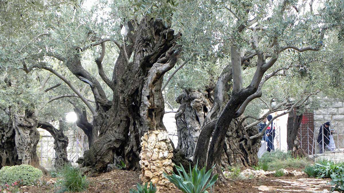 God's Great Plan for the Little Olive, Israel, Messiah, and You ...